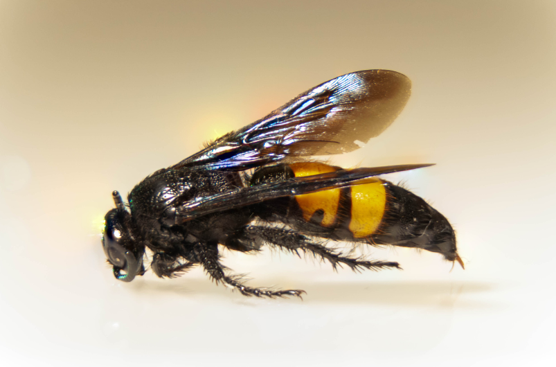 Frelon asiatique | Ville de Beynes